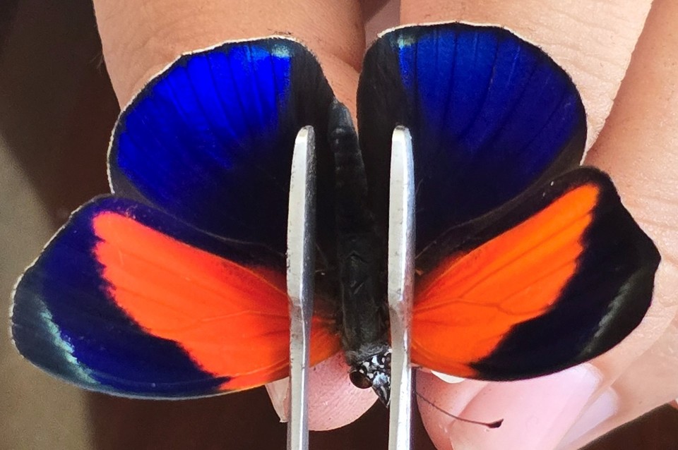 428 Nymphalidae | eBay