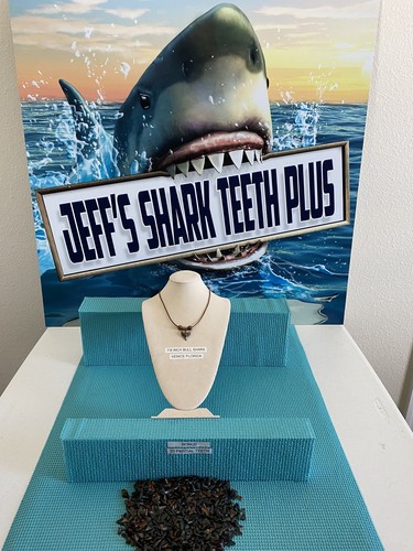 SHARK TOOTH NECKLACE 7/8 Inch Bull Shark Tooth & Bonus From Venice ...