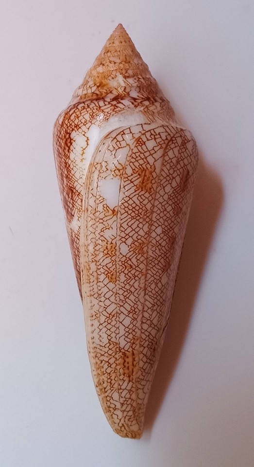 Sea shell Conus gloriamaris 98.2mm, F+, nice pattern, RARE specimen ...