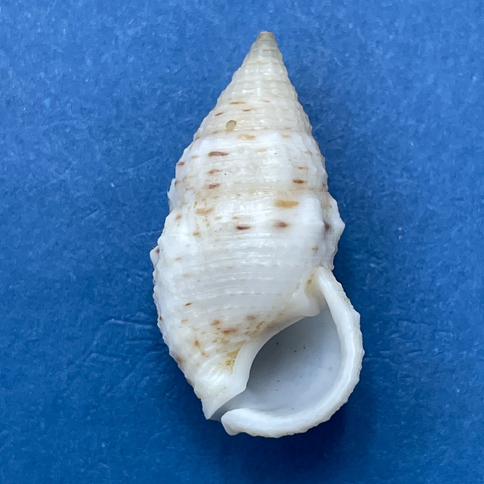 #5 Clypeomorus petrosa 23.9mm F++ Philippines Cerithiidae | eBay