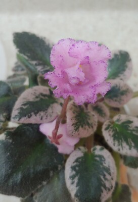 African Violet Plant -- Rowdy Ray ~ variegated semi ~ in bud | eBay
