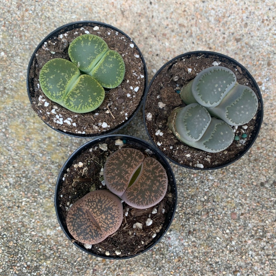 Lithops "Living Stones" Split Rocks Fully Rooted Free Shipping | eBay