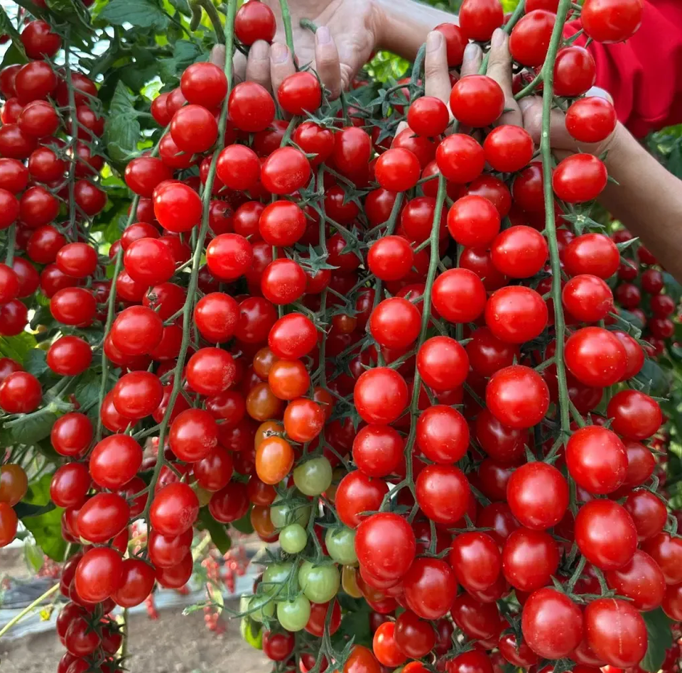 100+ WATERFALL TOMATOES SEEDS - SWEET - HIGH YIELD - HEIRLOOM - ORGANIC ...