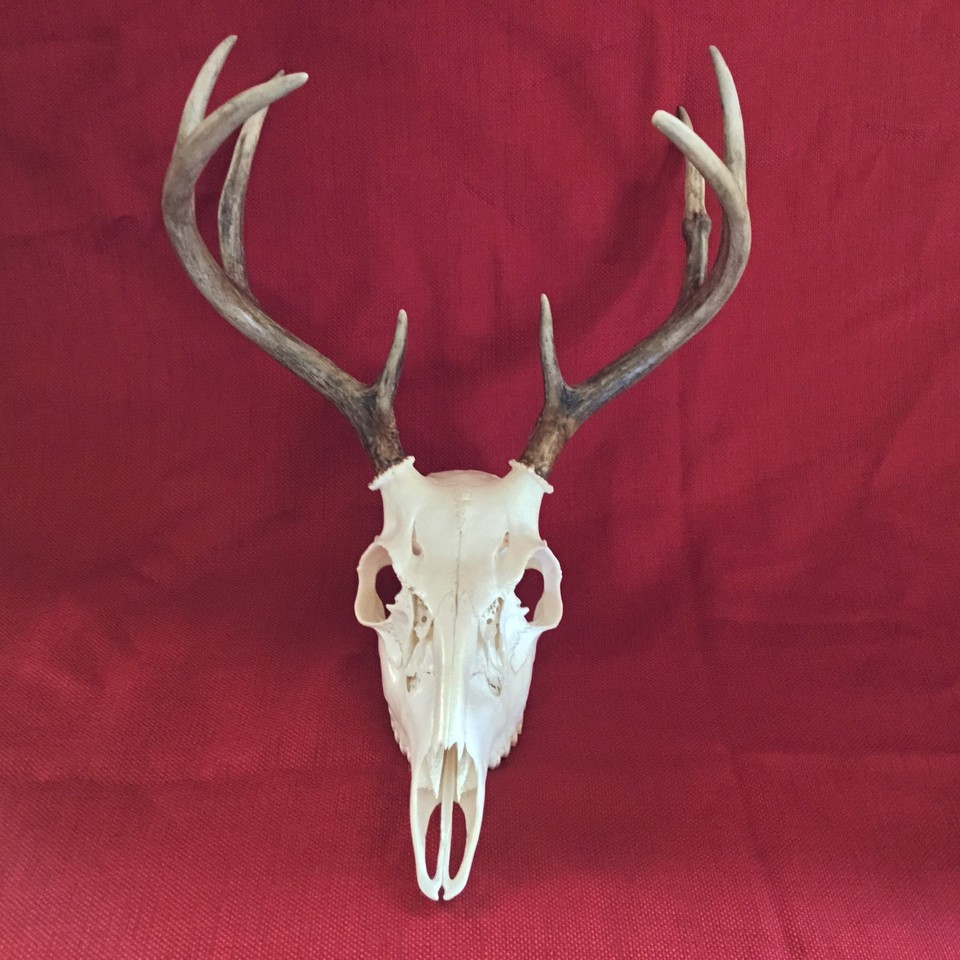 EUROPEAN SKULL WHITENING KIT/DEER/HUNTING/HOME/BLEACHING/ TAXIDERMY ...
