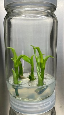VANILLA BEAN ORCHID TISSUE CULTURE | eBay