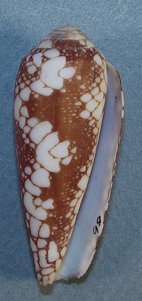 CONUS EPISCOPATUS 47.28mm SUPER CHOICE SPECIMEN Rangiroa, Tuamotus | eBay