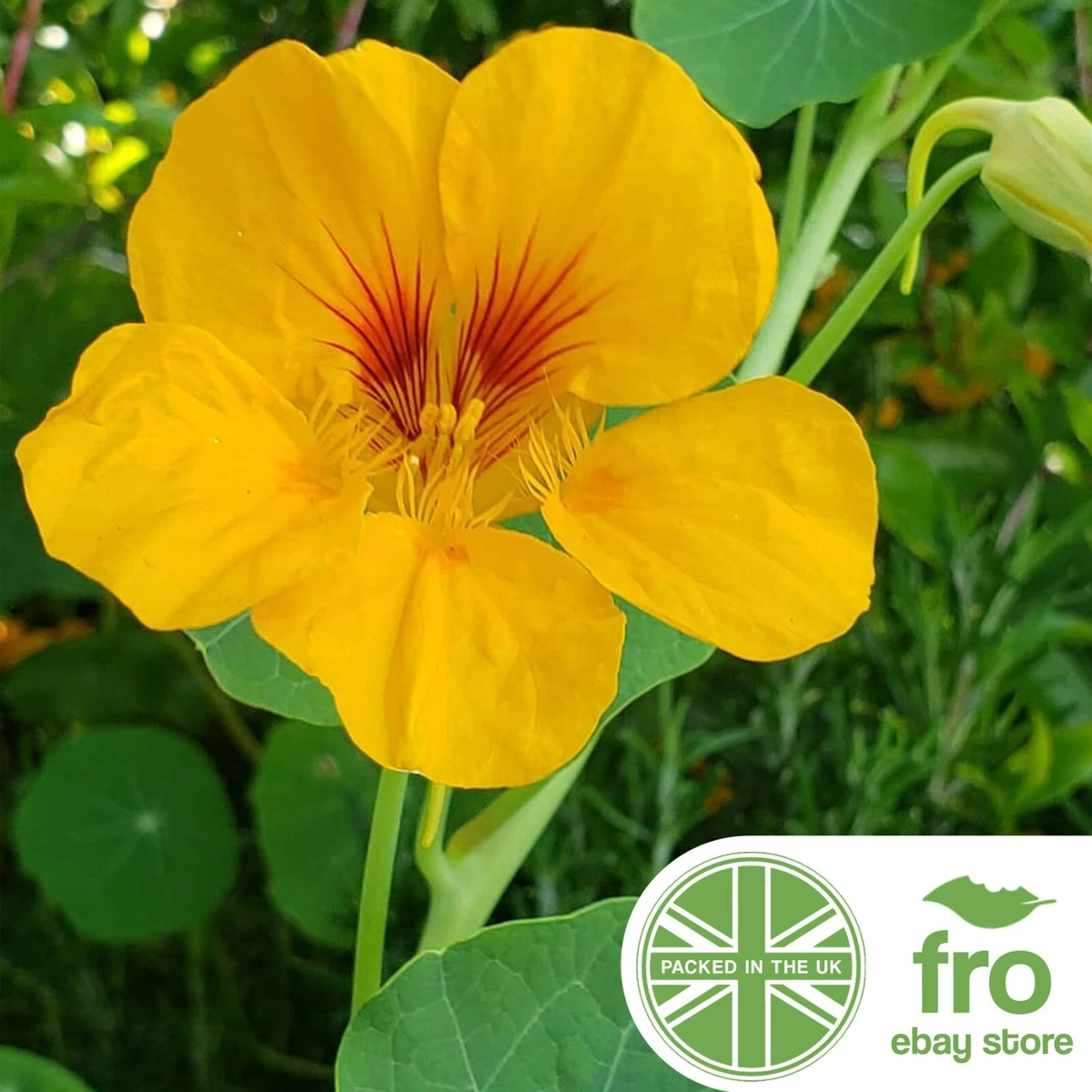 Are All Nasturtium Flowers Edible | Best Flower Site