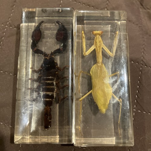 Real Scorpion & Praying Mantis Clear Acrylic Block Resin Paperweight ...