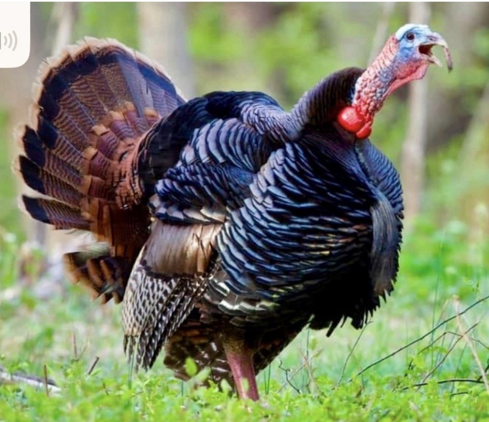 HOOT N HOLLER Gobbler Shock Gobble Call | eBay