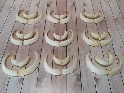 TOP boar guns tusks wild boar teeth tusks boar boar sow teeth trophy S ...