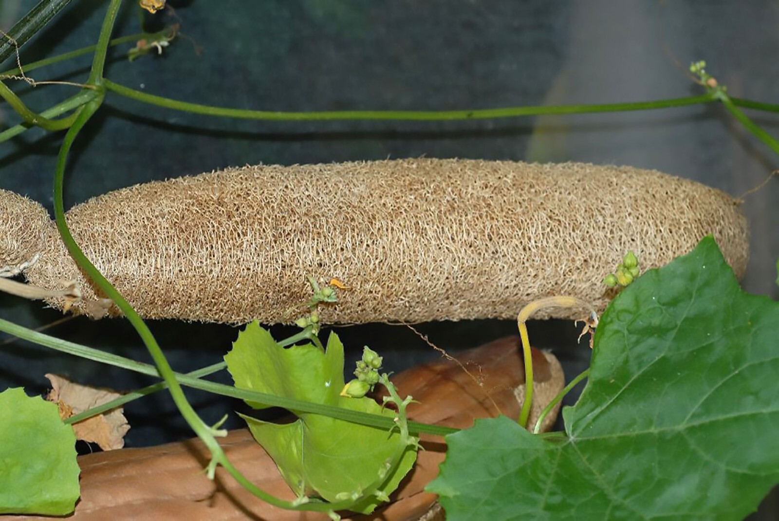 Smooth Loofah, Luffa aegyptiaca, Gourd Seeds | eBay
