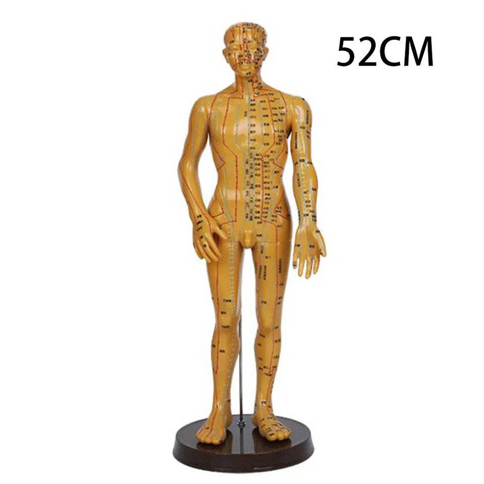 Man/Woman Meridian Model Chinese Medicine 52CM/40CM Human Body ...