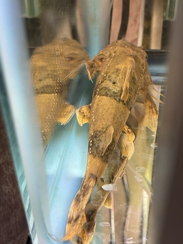 Goonch Catfish 6” (Bagarius yarrelli) | eBay