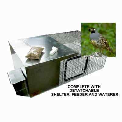 new best quail recall pen made and enclosed 40% of it with galvinized ...