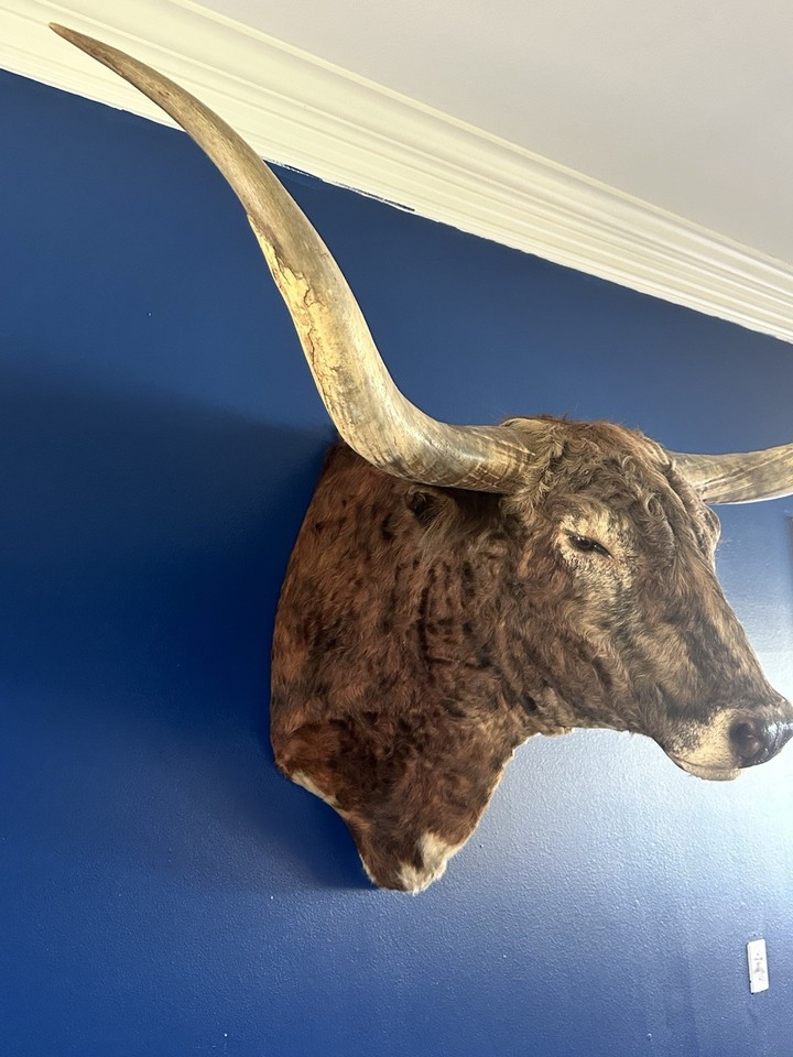 Longhorn Trophy Steer Full Head & Shoulder Mount READ DESCRIPTION ...