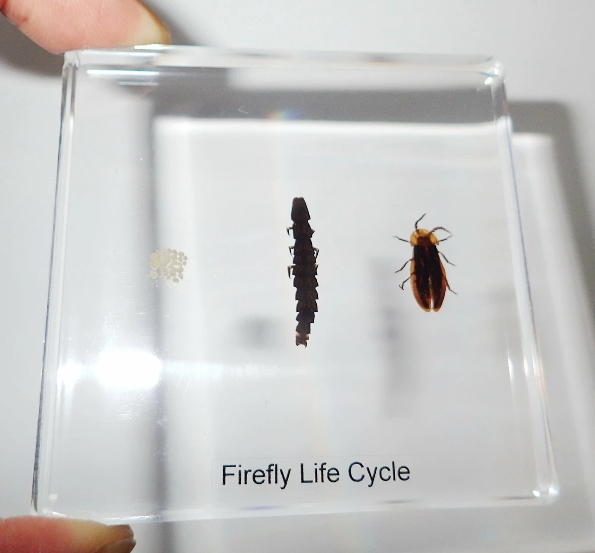 Firefly Life Cycle