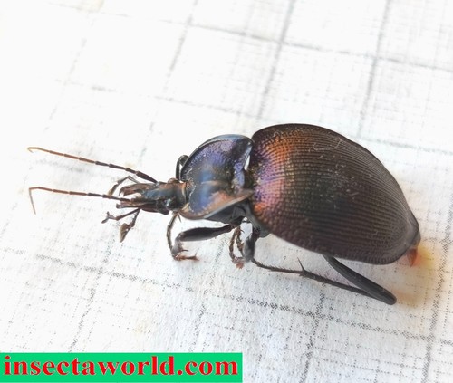 Carabidae, Carabinae, Cychrini Scaphinotus (Scaphinotus) unicolor ...