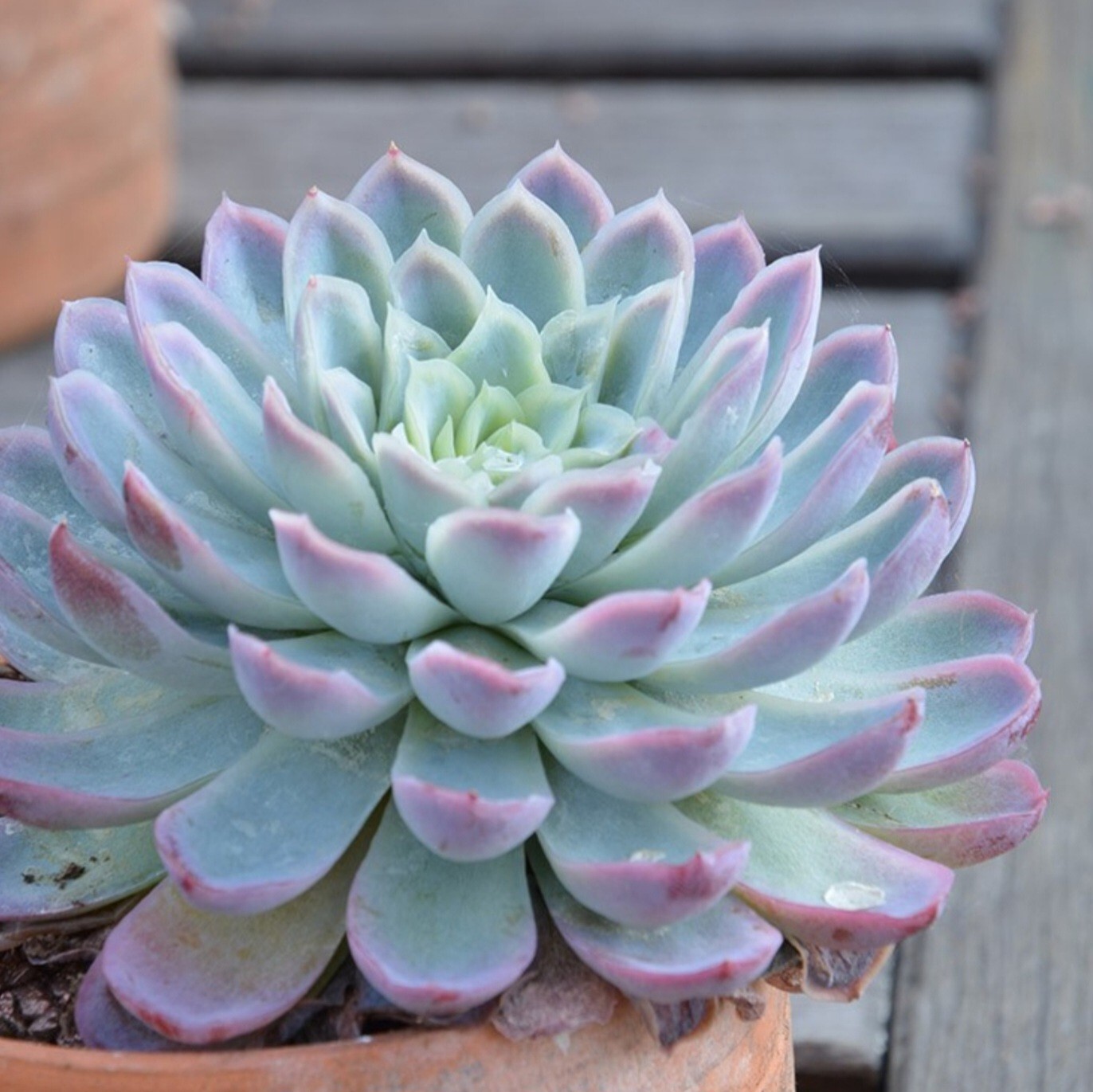 Echeveria elegans plant plugs lobed leaves succulent rockery pot patio ...