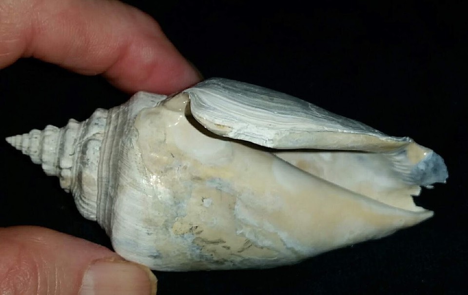 Fossil / Fossilized Strombidae - Strombus sea shell gastropod ...