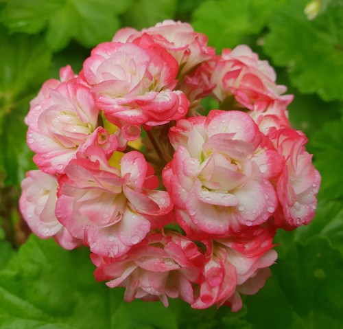RARE GERANIUM PELARGONIUM PLANT - Apple blossom | eBay Australia