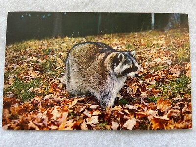 A Racoon Vintage Postcard | eBay