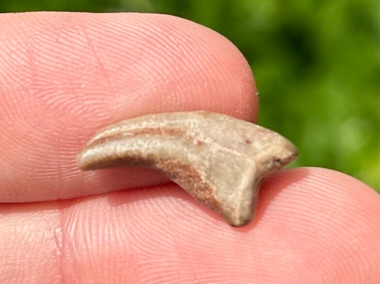 NICE Theropod Dinosaur Claw Fossil from Niger Dino Bones Kryptops ...