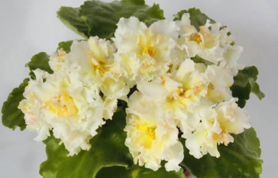 African Violet plant. Sunkissed Rose .Large plant. | eBay