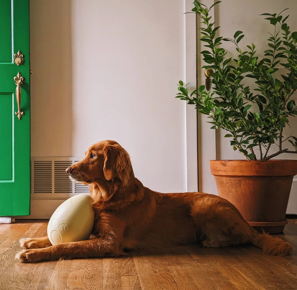 New Jurassic World & Bark Box Super Chewer “ Dinosaur Egg “ Dog Toy XL ...