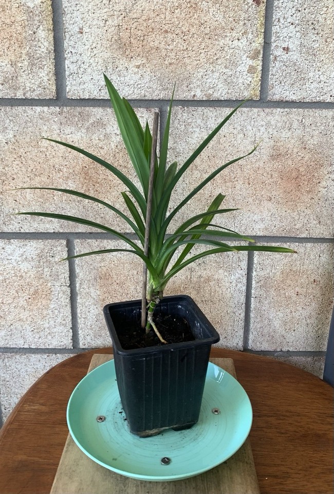 Pandanus Plant - Edible Pandan Leaf - Organically Grown - Backyard ...