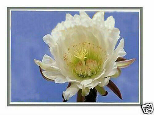B156XTN08.0 EDP 1366x768 with no screw holes 15.6" LED LCD Screen ...