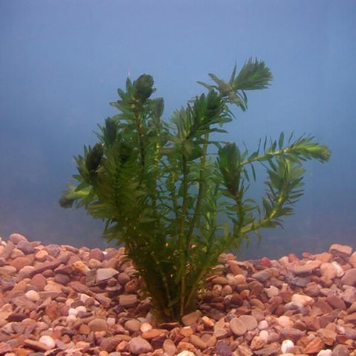 Densa 5 Strands Oxygenating Aquarium Fish Tank Pond Elodea Live Water ...