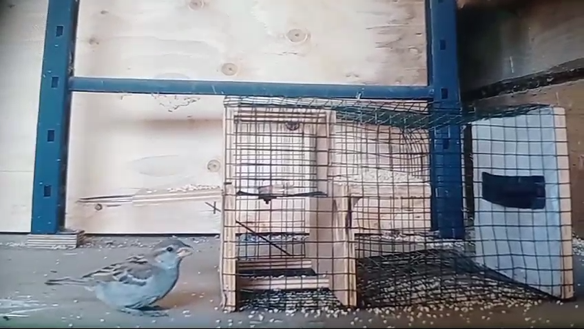 Elevator Type Non Stop Condition Sparrow TRAP Automatic Live Catch ...