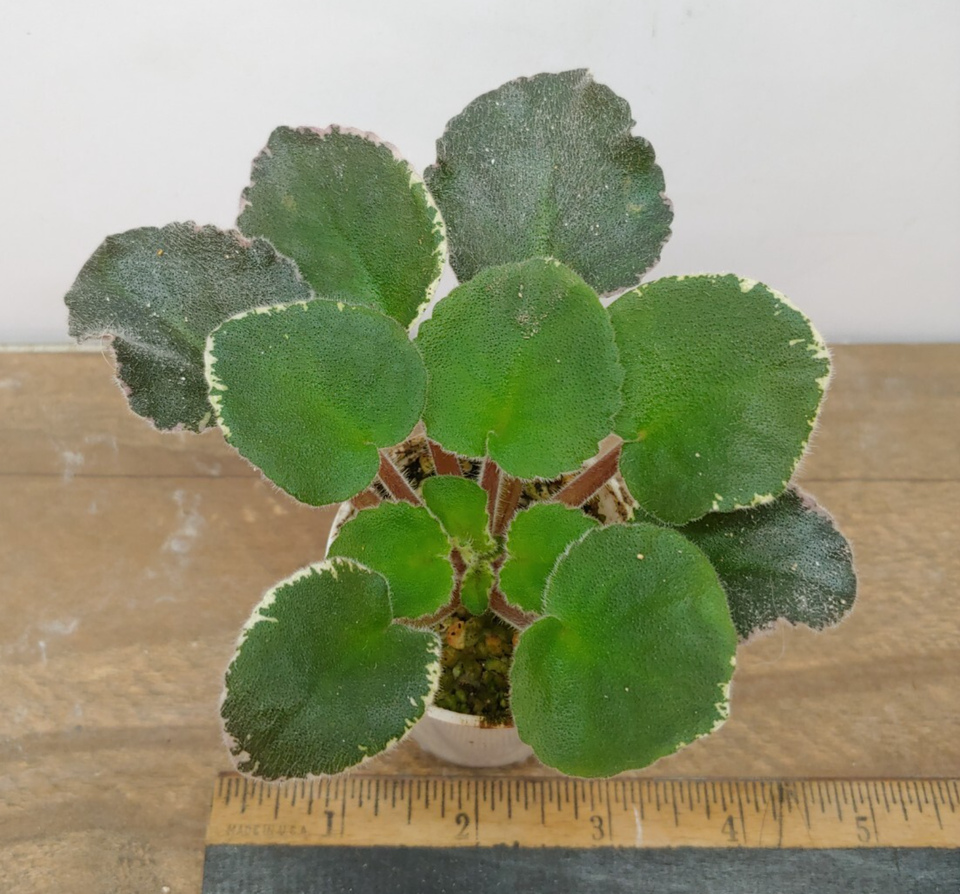 African Violet Plant -- Aca's Raspberry Rapture ~ variegated standard ...