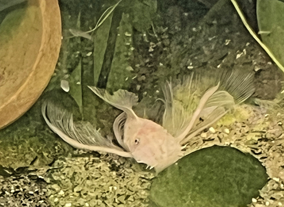 Long Fin Snow White Pleco Bristlenose ADULT MALE Fish | eBay