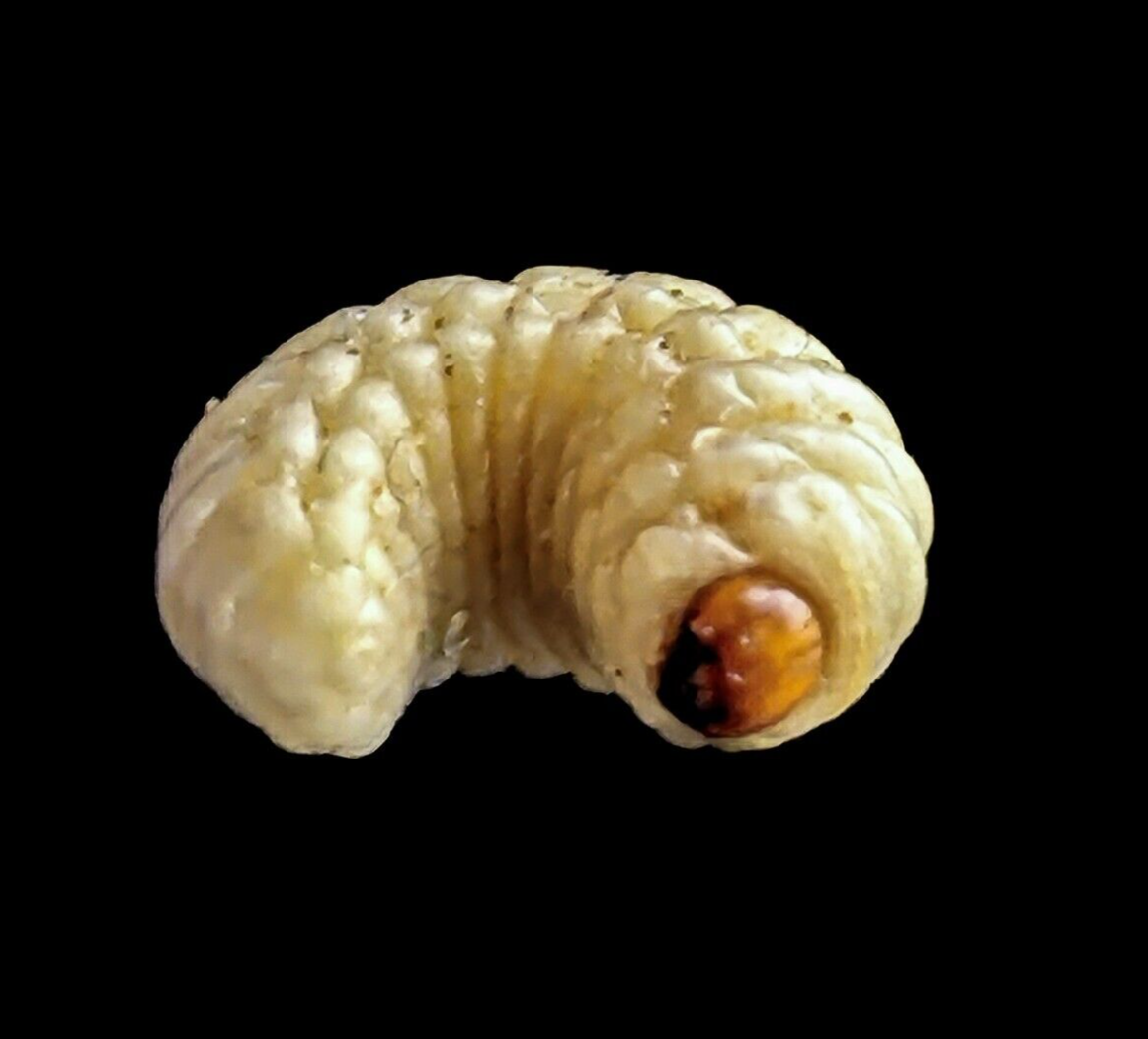 sp6 Acorn Weevil Larva specimen jar Entomology Taxidermy oddities ...