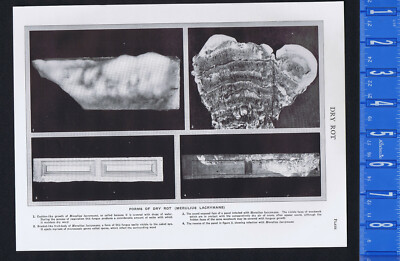 Chemistry and Forms of Dry Rot (Merulius Lacrymans) - 1950s Print | eBay