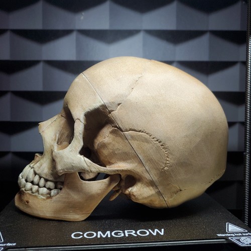 German Helmet and Human Skull WW1 WW2 Display Prop 3D Printed Painted ...