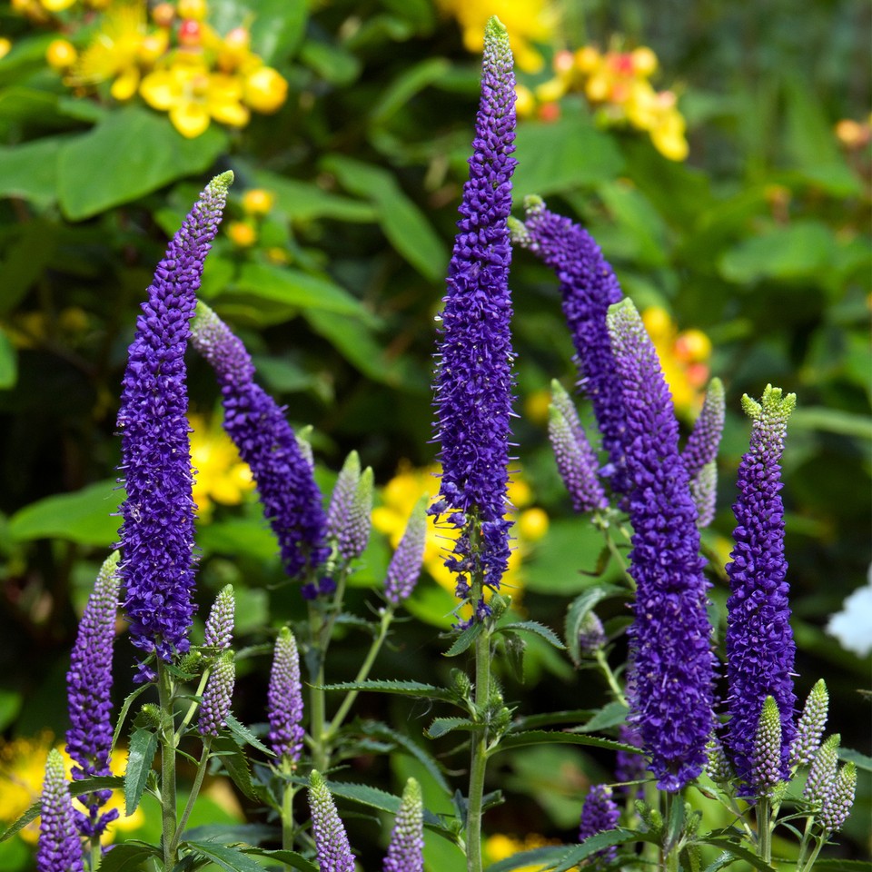 Veronica First Glory - Tall Speedwell | Deciduous Outdoor Garden ...