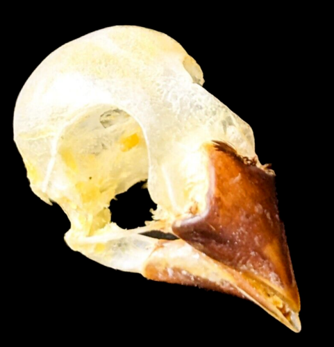 Lonchura Punctulata Spice Finch skull bird skeleton oddities specimen ...