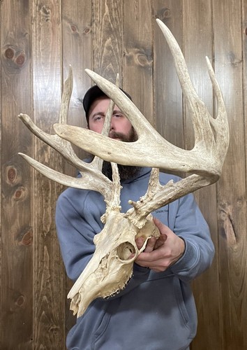 Wide Typical 165” Real Whitetail Skull 12pt Antler Horn Deer Taxidermy ...