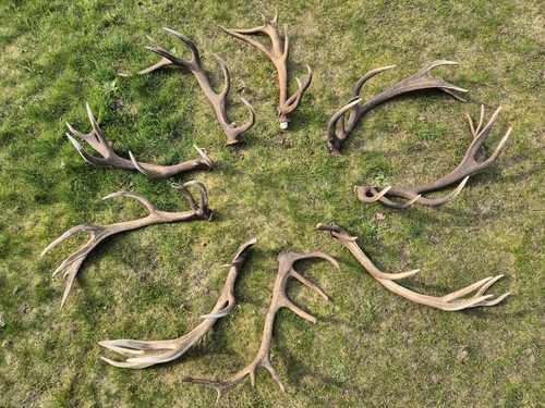 Red deer cast antlers/crafts /taxidermy | eBay UK