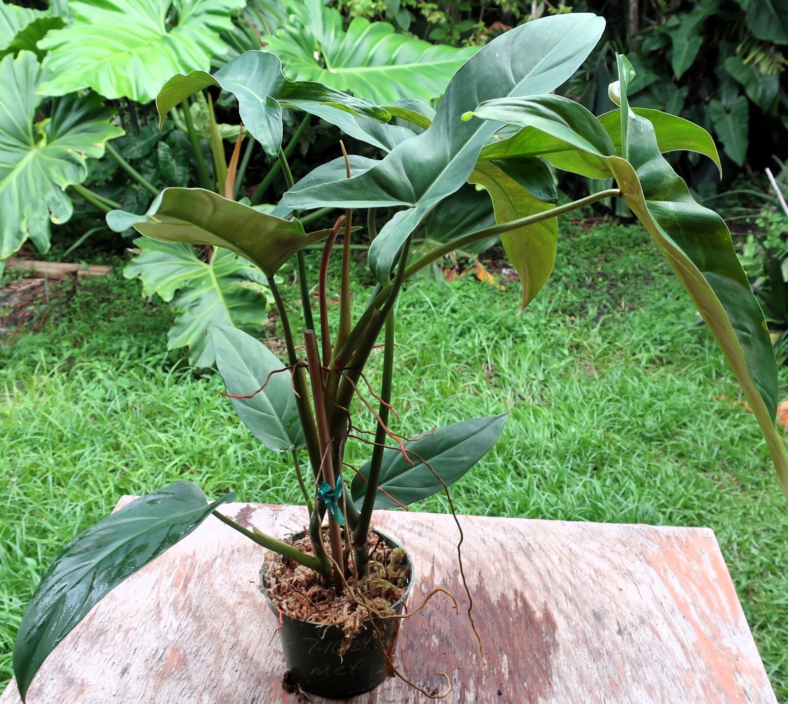 Philodendron mexicanum Plant grown in 5" Pot 18" Tall 24" Wide | eBay