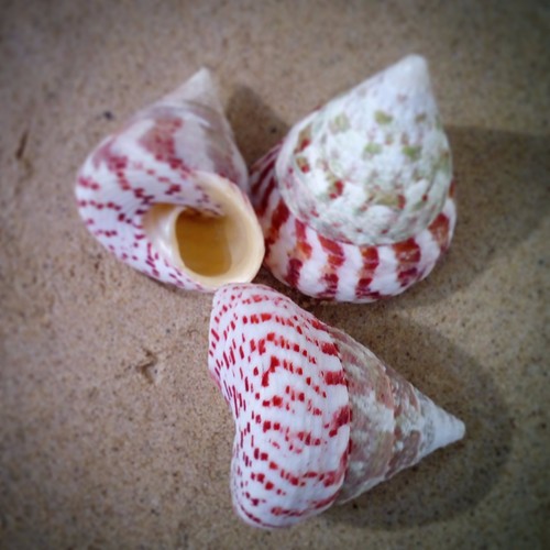 Shells Seashells, Beach Shells, Individual Sea Shells - Choice of Over ...