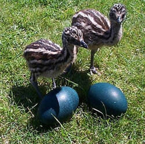 Emu Egg Hatching Machine