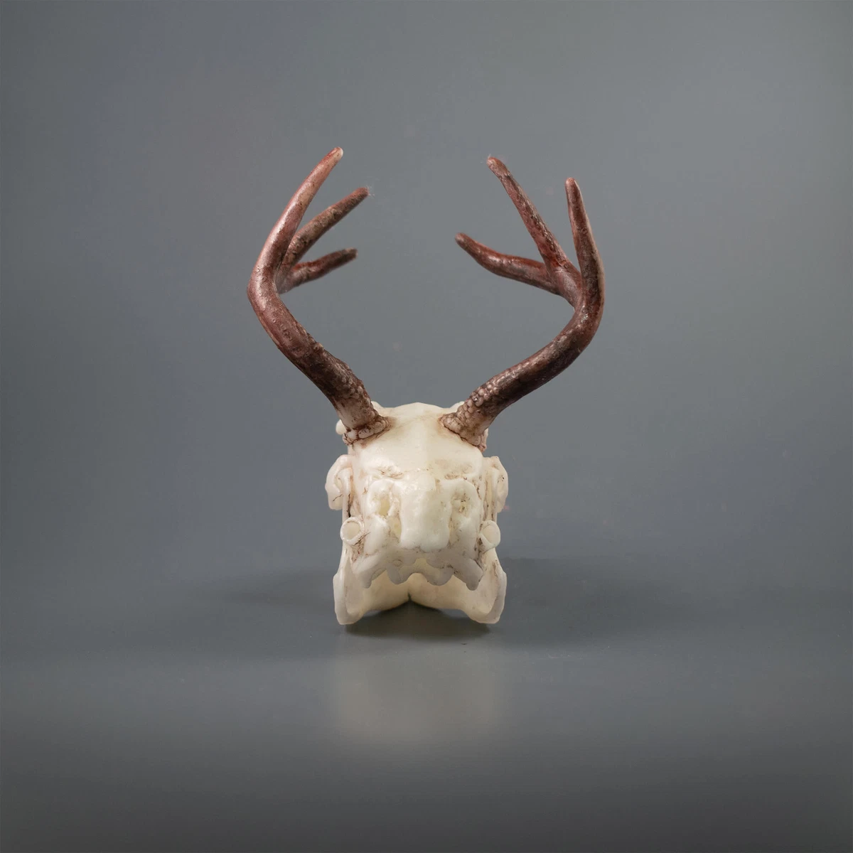 Jackalope Skeleton