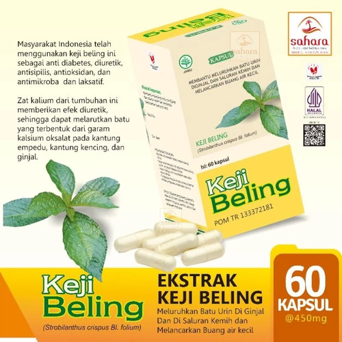 Keji Beling Leaf Extract Natural Strobilanthes Crispus Organic Pure | eBay