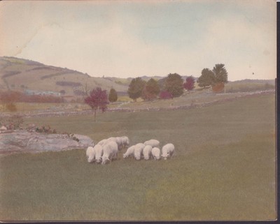13 sheep in a meadow hand-colored photograph possible Nutting c 1920s ...