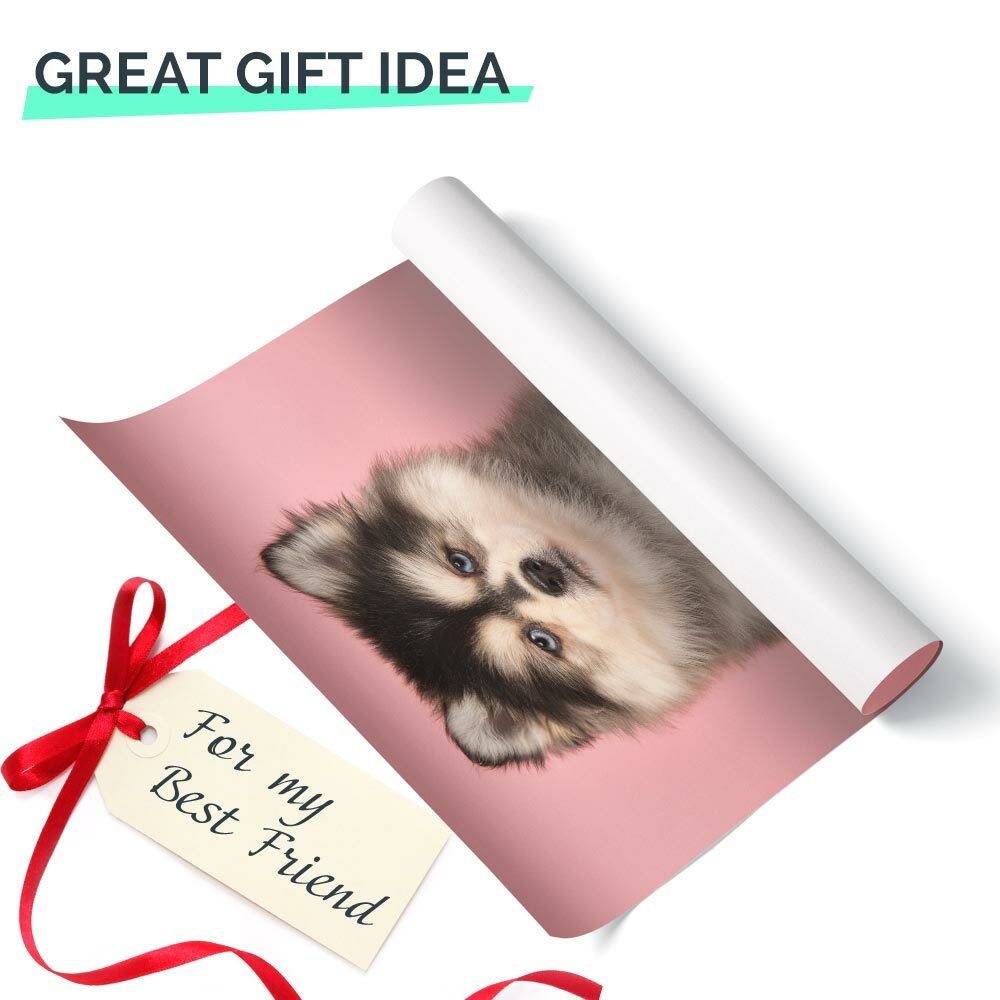 A1 - Pink Pomsky Pomeranian Husky Puppy Poster 59.4x84.1cm180gsm Print ...