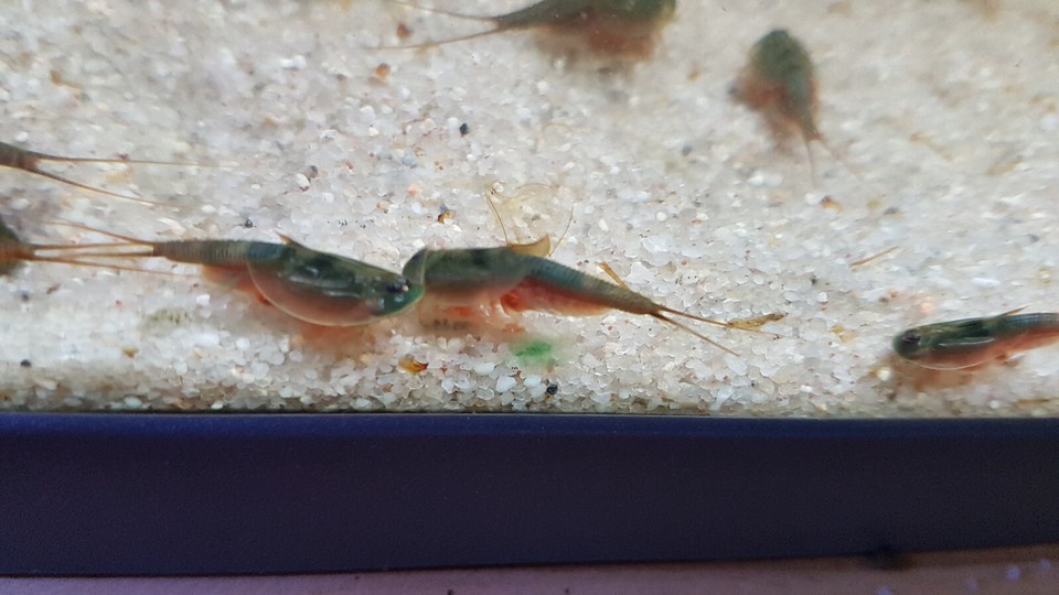 Triops Australiansis green prehistoric crayfish with approx. 50 eggs ...