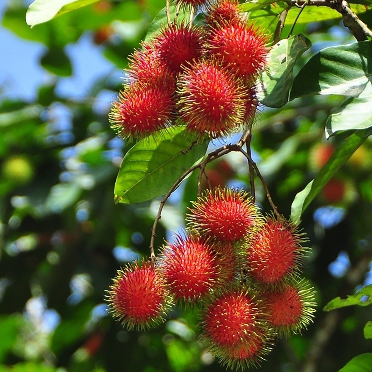Rambutan Tre
